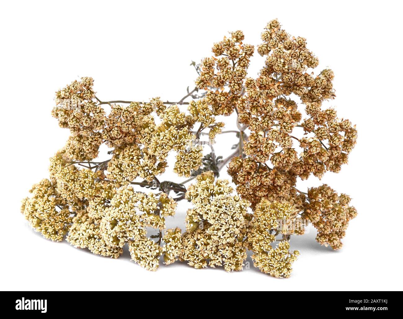 dried flowers of common yarrow isolated on white Stock Photo - Alamy