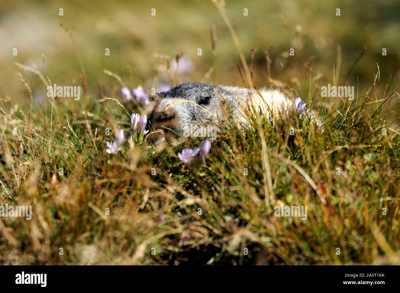 Alpine Marmot Hibernation Hi Res Stock Photography And Images Alamy