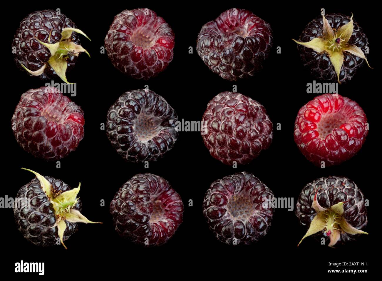 Cumberland fruit set Hybrid raspberry and blackberry on black Stock ...