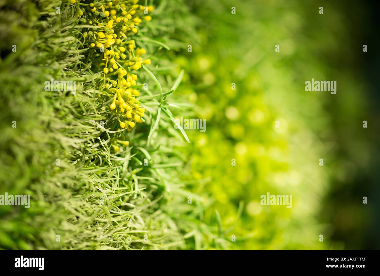 Green living wall of plants, abstract background Stock Photo - Alamy