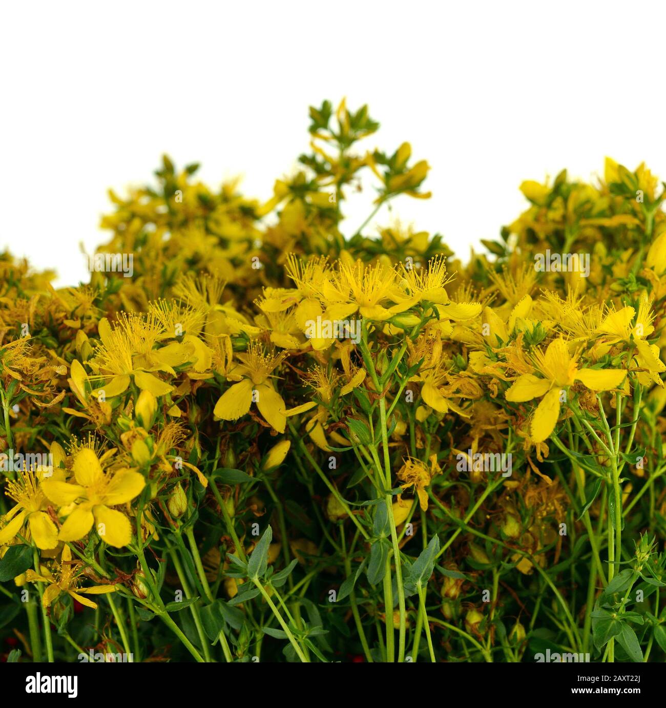 Common St. Johnswort flower ( tutsan ) isolated on white background ...