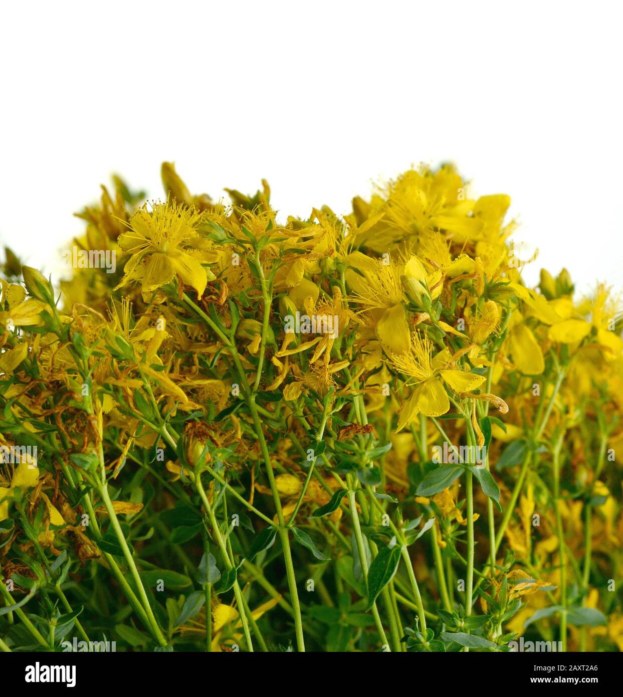 Common St. Johnswort flower ( tutsan ) isolated on white background ...