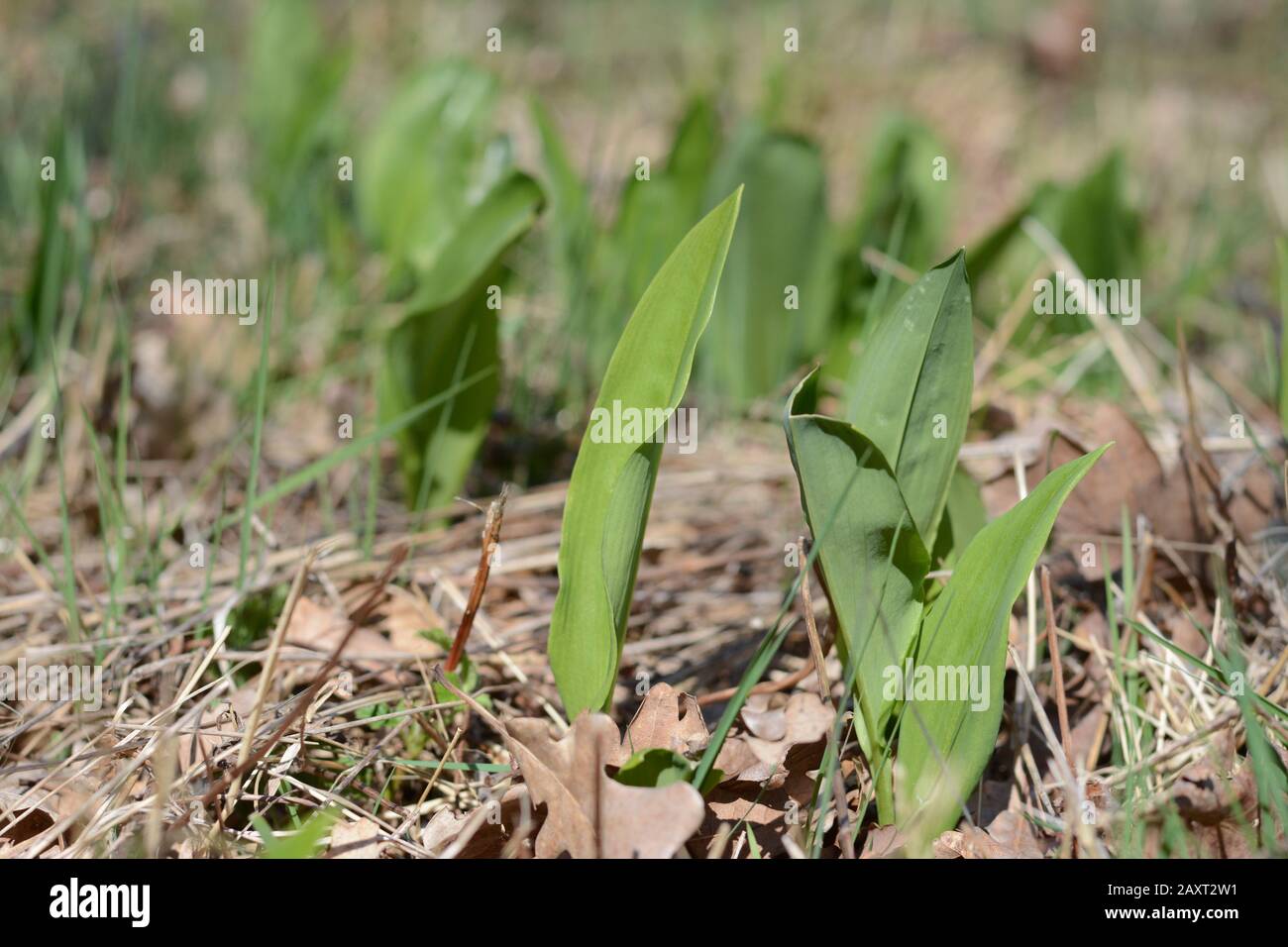 Ramsons Wild garlic in spring forest - Allium ursinum Stock Photo - Alamy