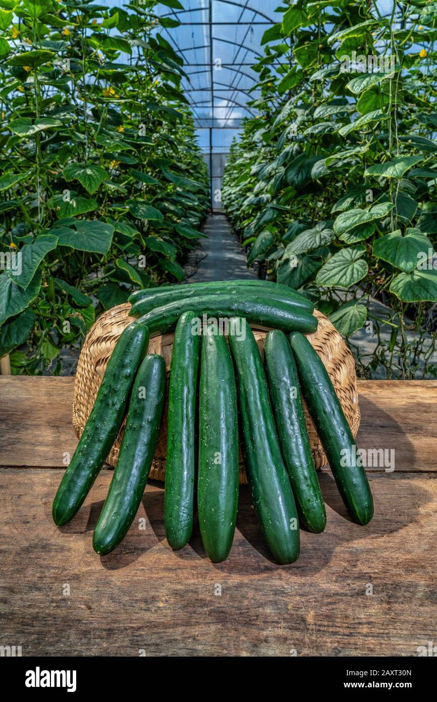 Japanese cucumber farm hi-res stock photography and images - Alamy