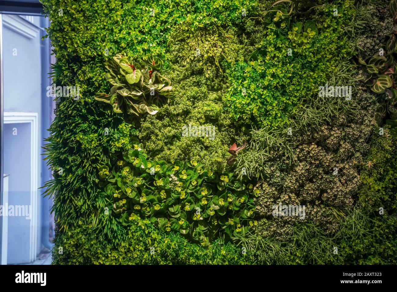 Big wall with living green plants, stylish eco interior in modern cafe ...