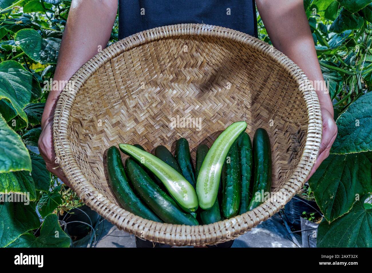 Japanese cucumber farm hi-res stock photography and images - Alamy