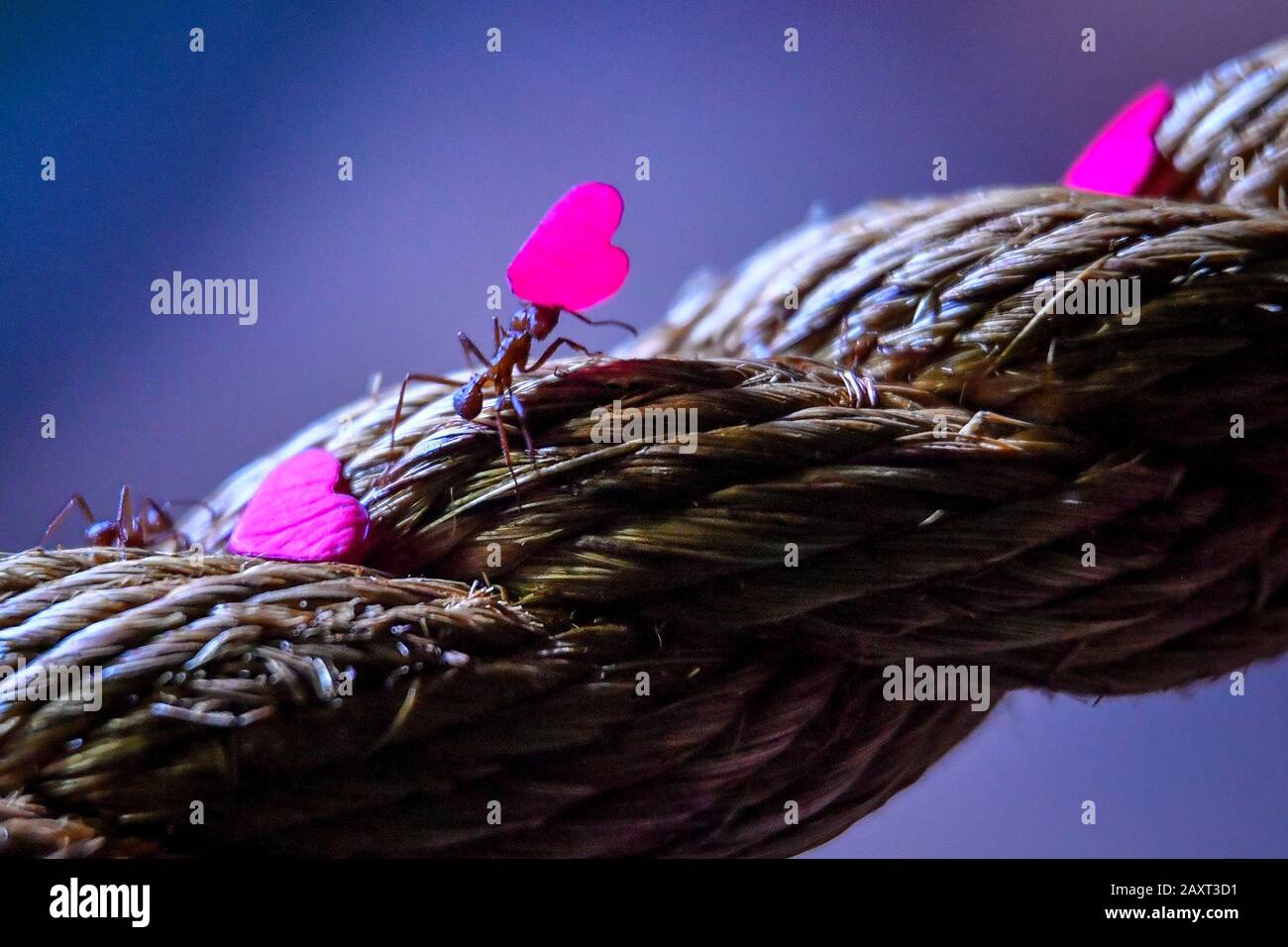 Valentine Ant High Resolution Stock Photography and Images - Alamy