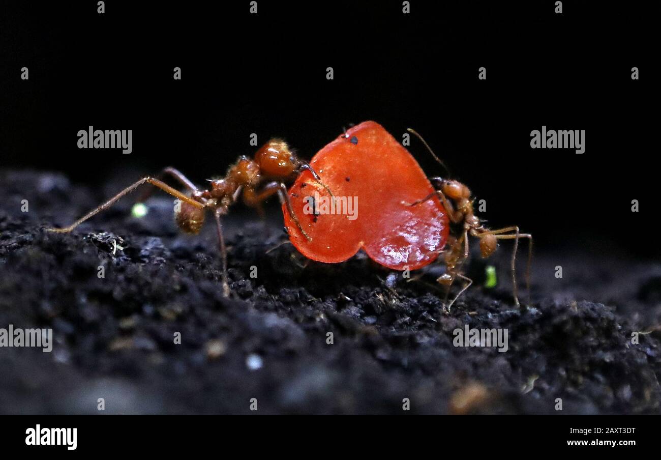 EMBARGOED TO 0001 FRIDAY FEBRUARY 14 Leafcutter ants carrying peppers ...