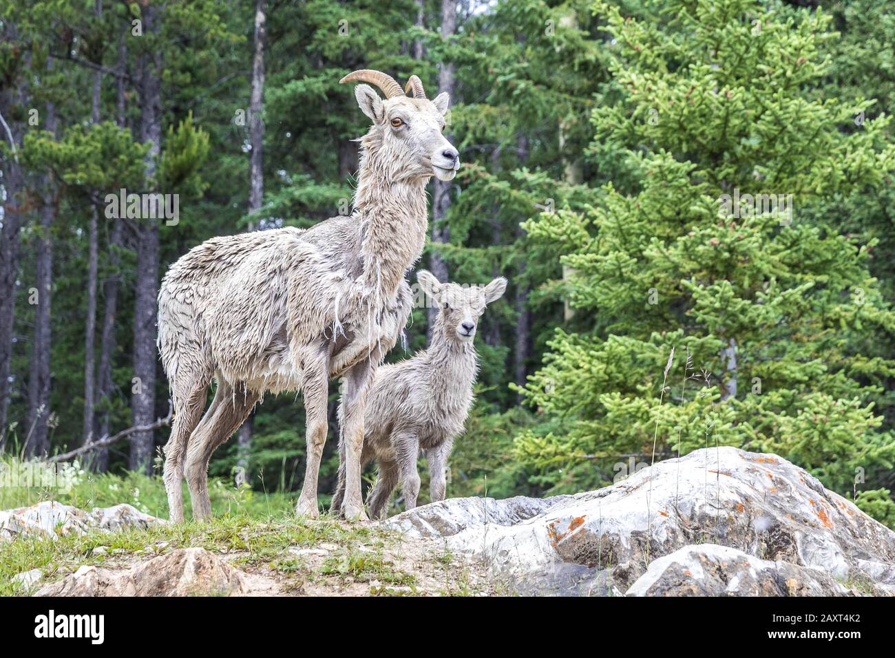 Portrait of a Canadian Mountain Goat with her cub in summer time Stock ...