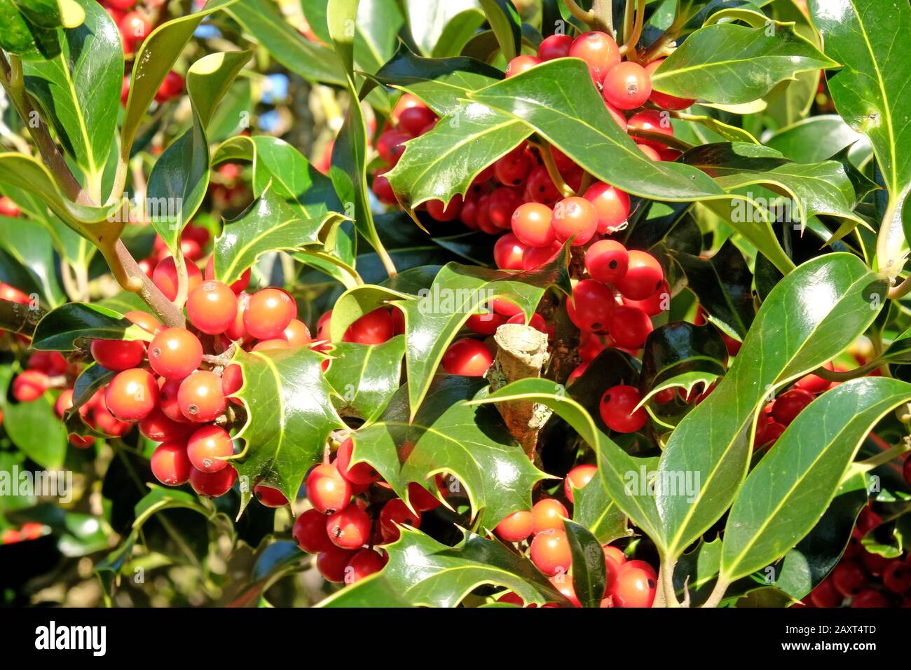 Holly tree holidays hi-res stock photography and images - Alamy