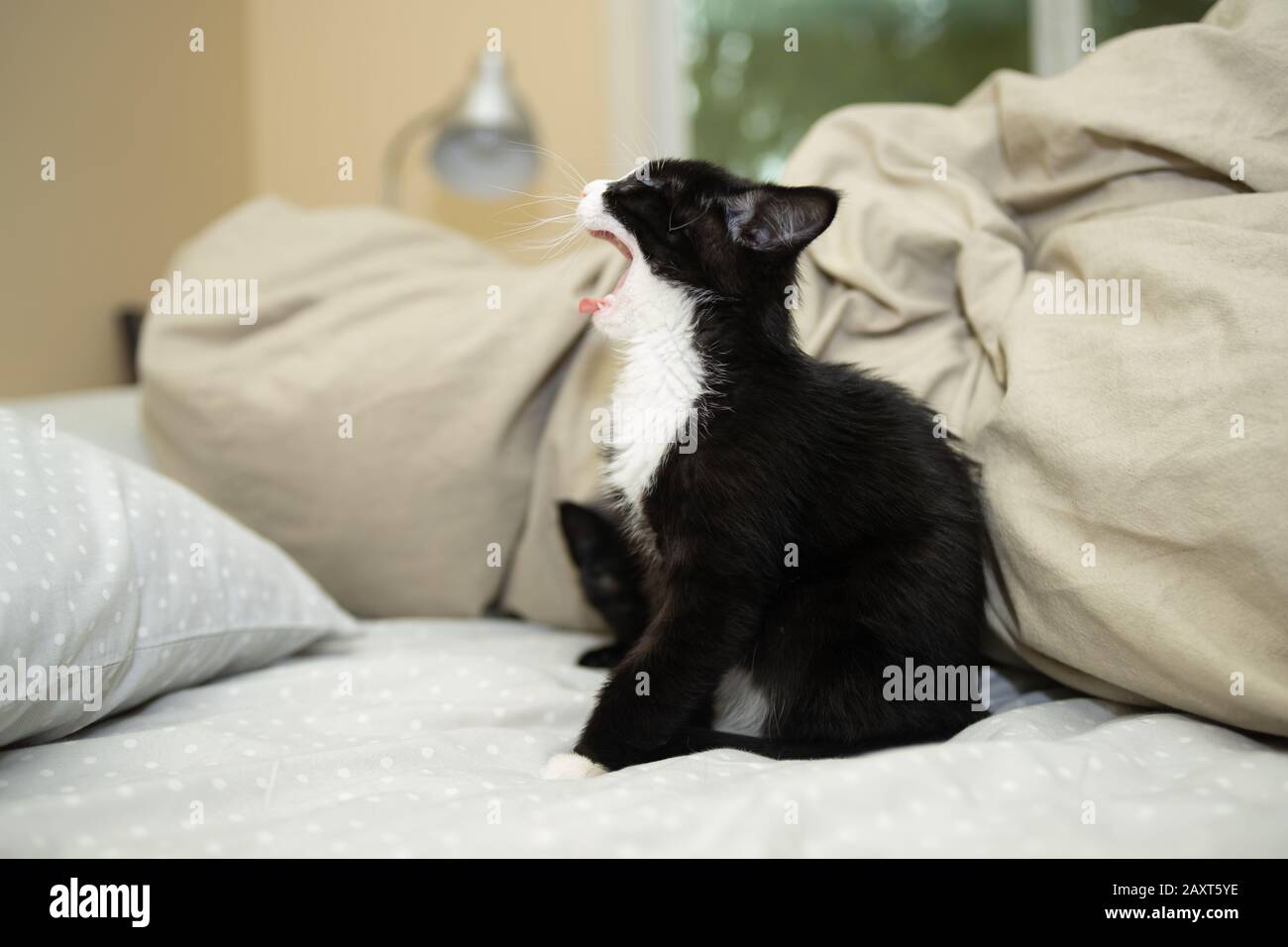 Kitten yawning in a bed Stock Photo - Alamy