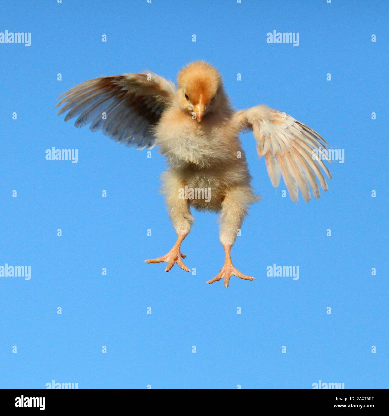 Baby angel flying hi-res stock photography and images - Alamy