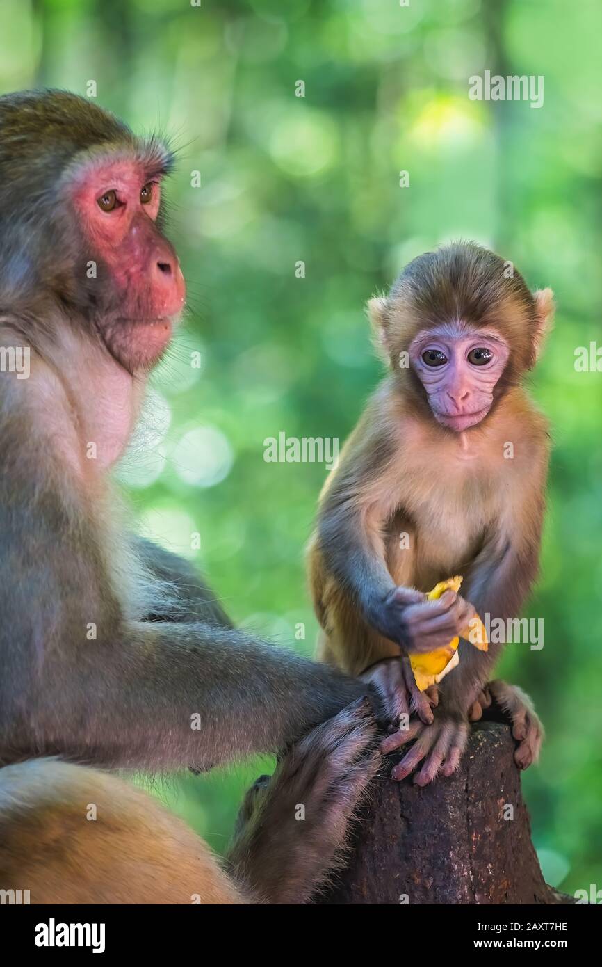 Protective female mother looking after cute tiny little monkey holding ...