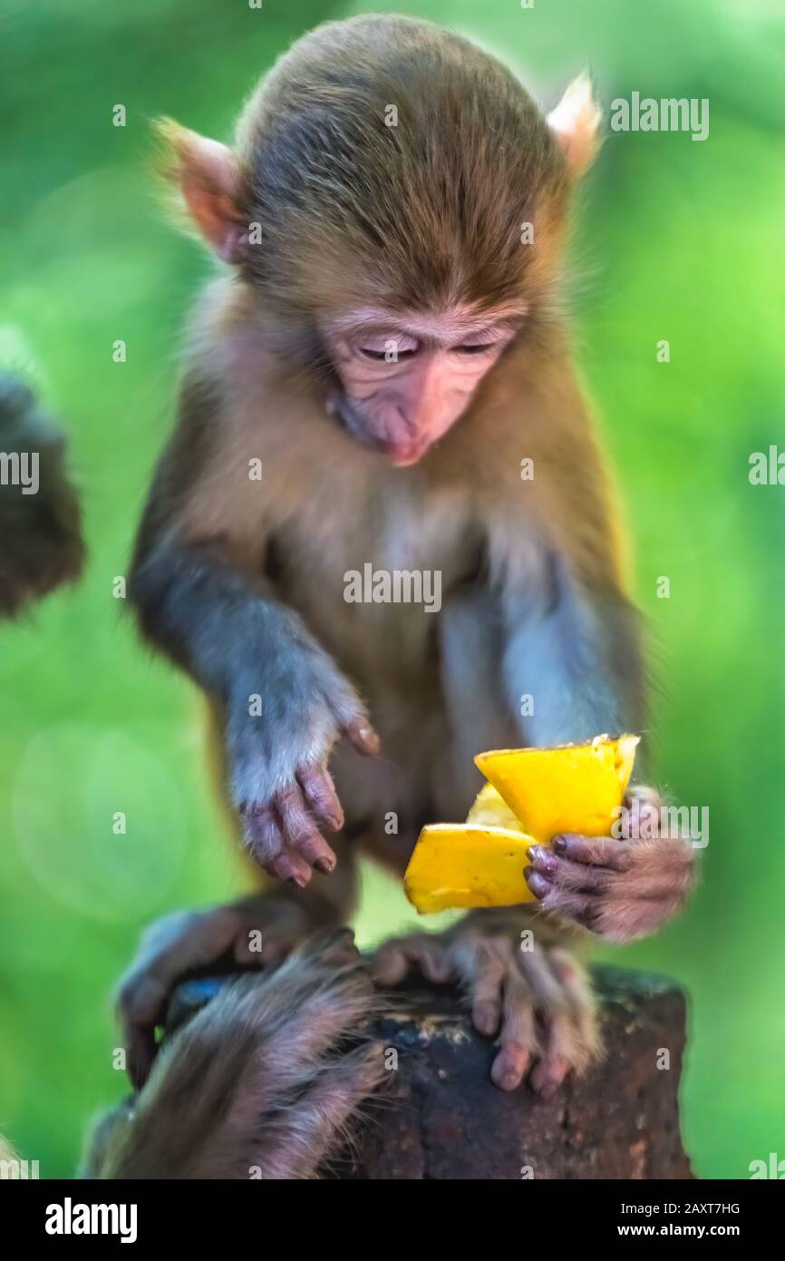 Cute tiny little monkey holding piece of fruit to eat, Ten Mile Gallery ...