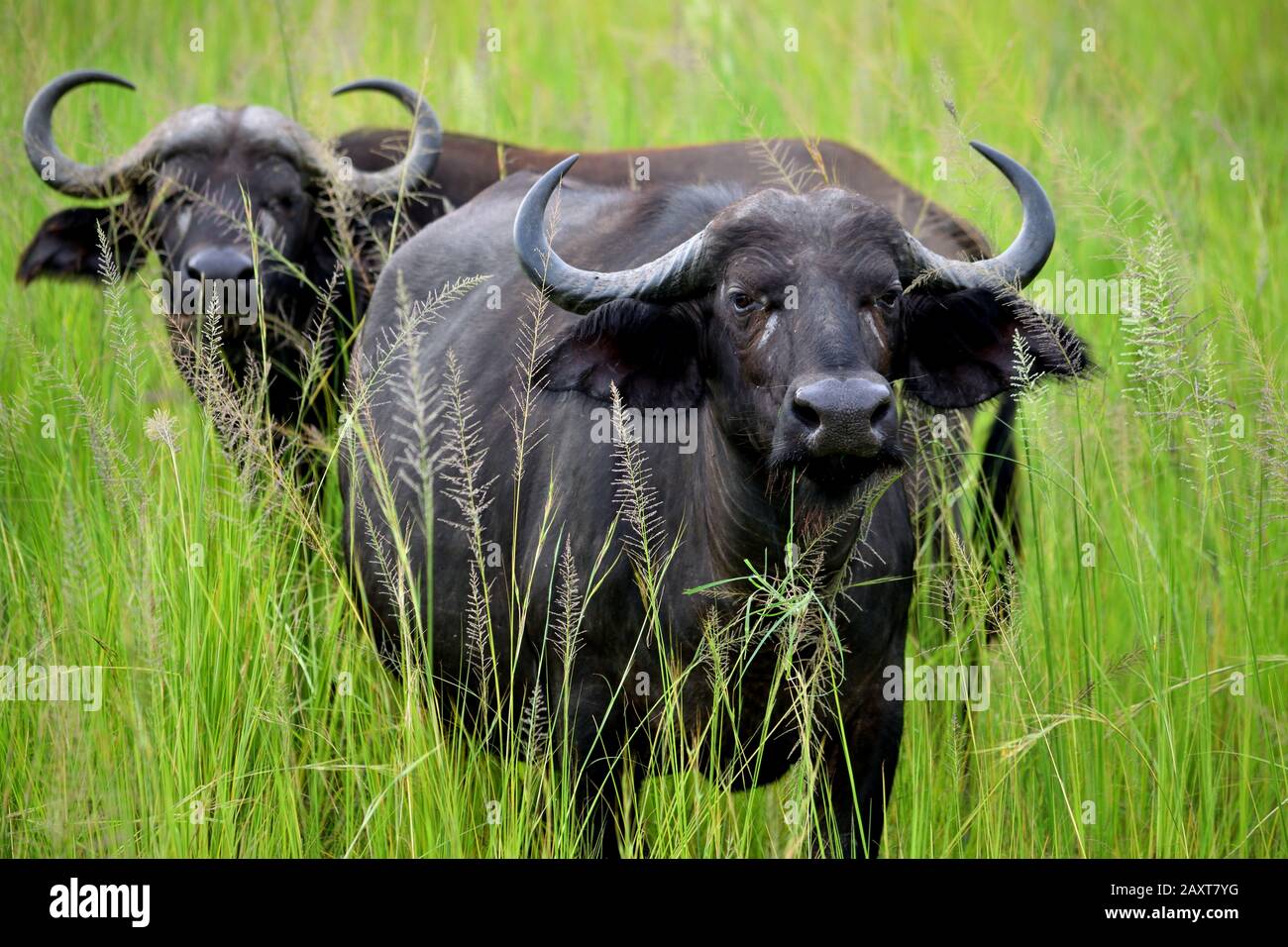 Large african wild cattle hi-res stock photography and images - Alamy