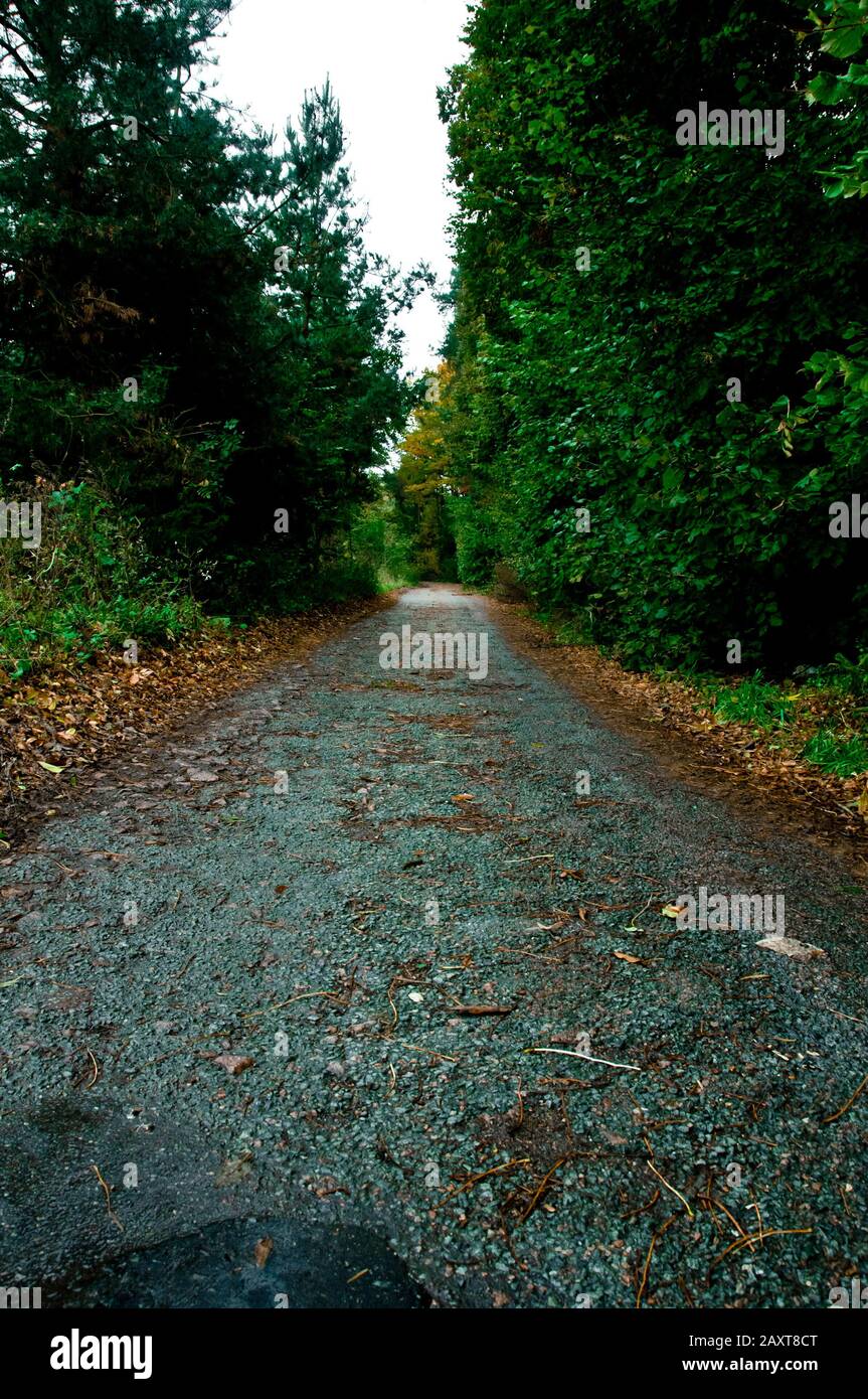 Flanked by trees hi-res stock photography and images - Alamy