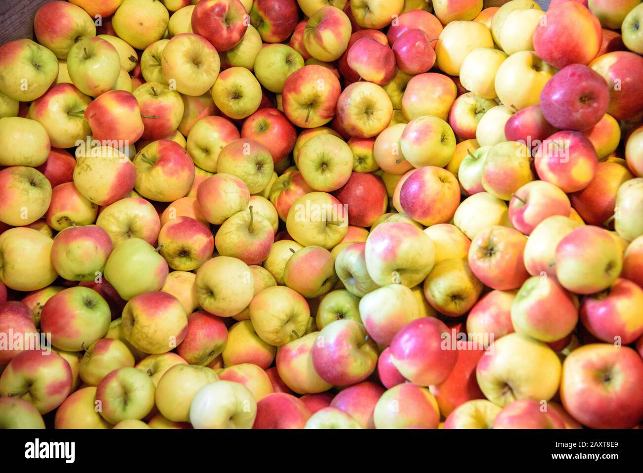 Large pile of apples, freshly produced, with red and yellow skin Stock ...
