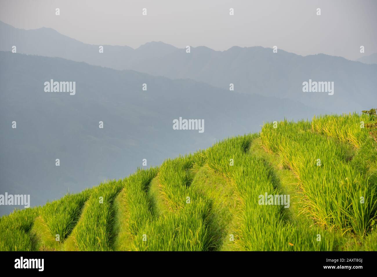 Rice growing slowly on the Longji rice terraces, northeast of China`s ...