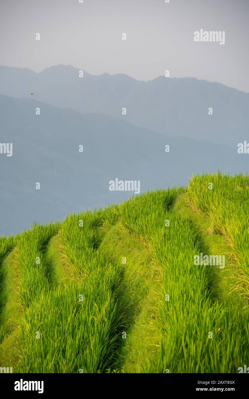 Rice growing slowly on the Longji rice terraces, northeast of China`s ...