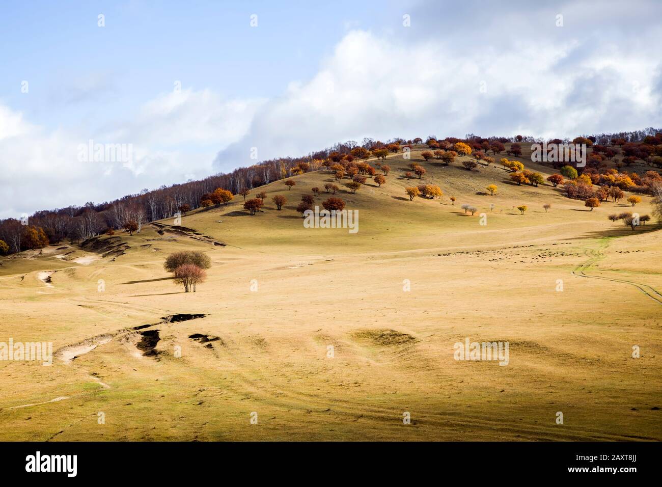 In autumn, trees on the hillside Stock Photo - Alamy