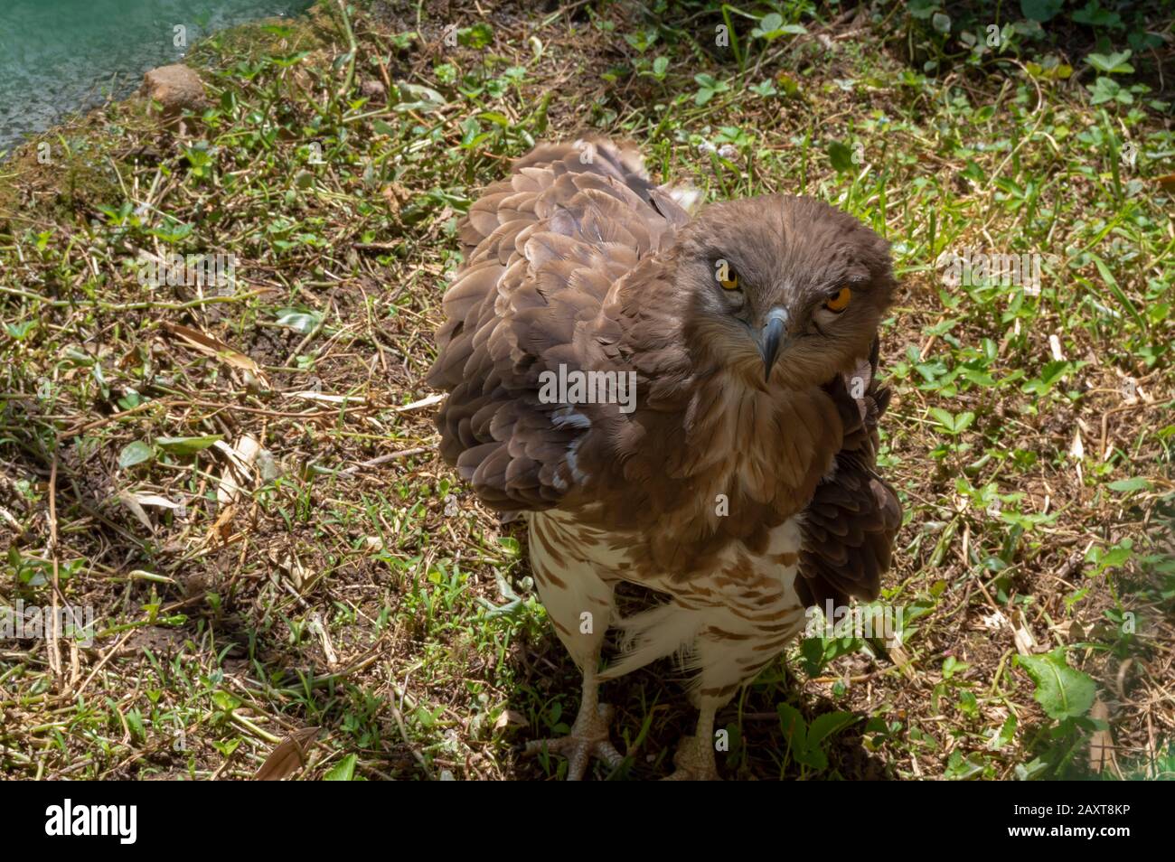 Bird of prey in one of the nurseries in the biological park of Gaia ...