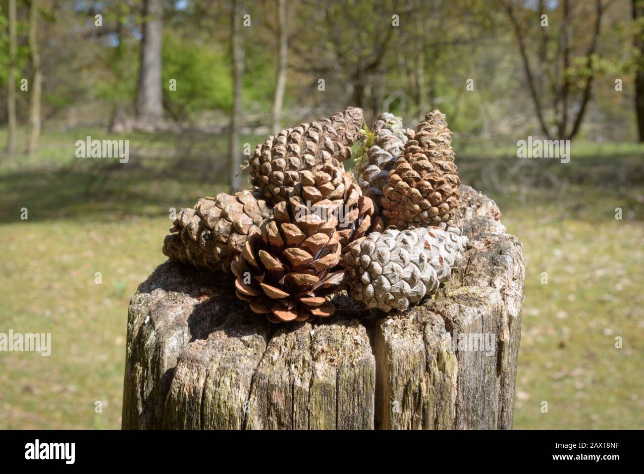 Group of pine cones laying on top of wooden pole seen from side Stock ...
