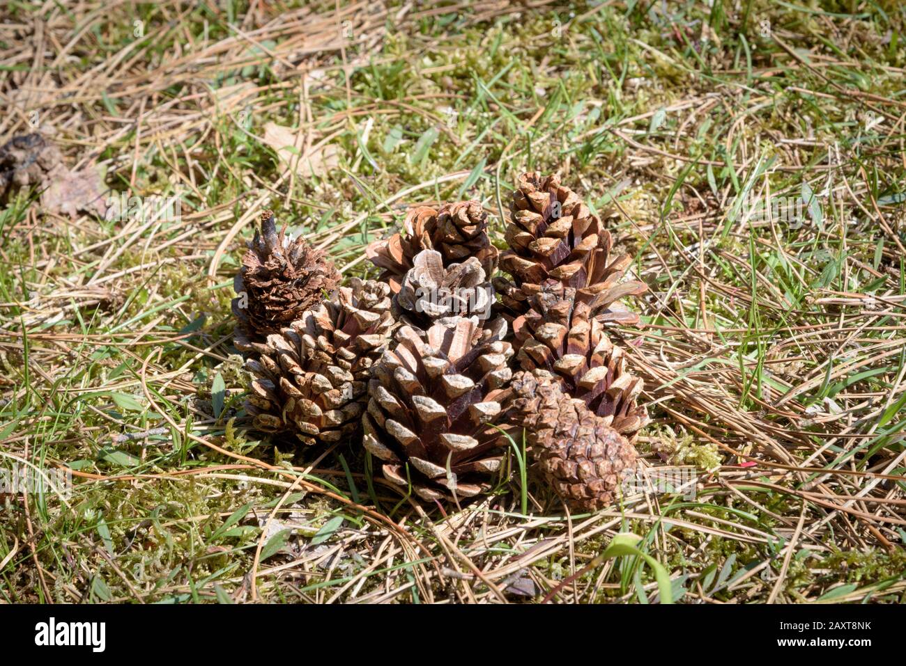 Group of cones hi-res stock photography and images - Alamy