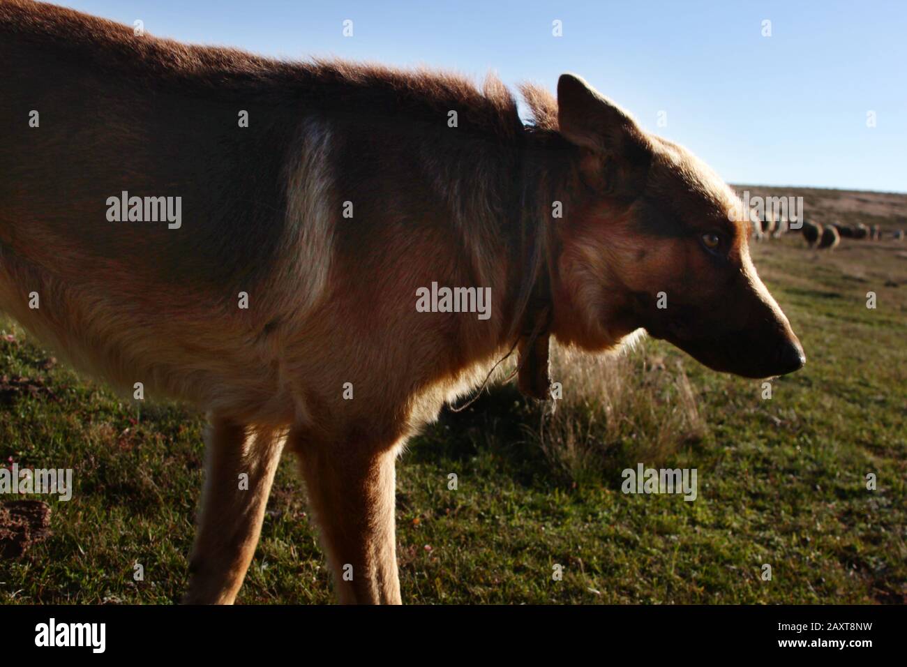 Wolf hunting sheep hi-res stock photography and images - Alamy