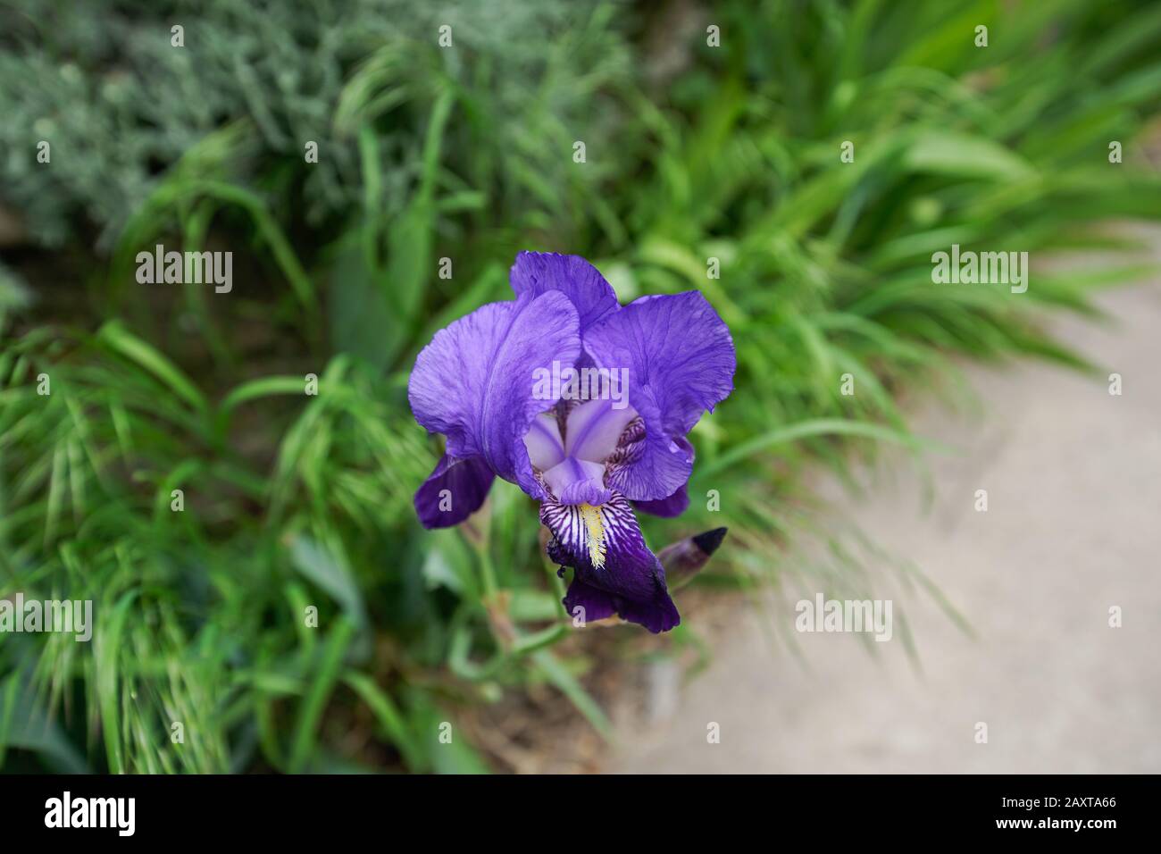 violet lily blooms in the garden in spring Stock Photo - Alamy