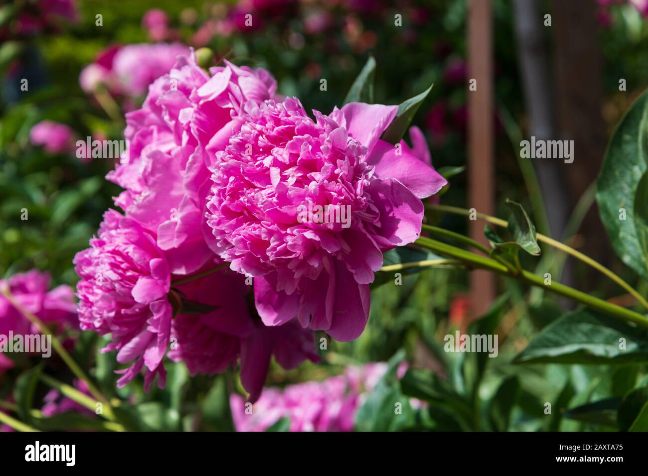 In the parks of Madrid flowers bloom in spring Stock Photo - Alamy