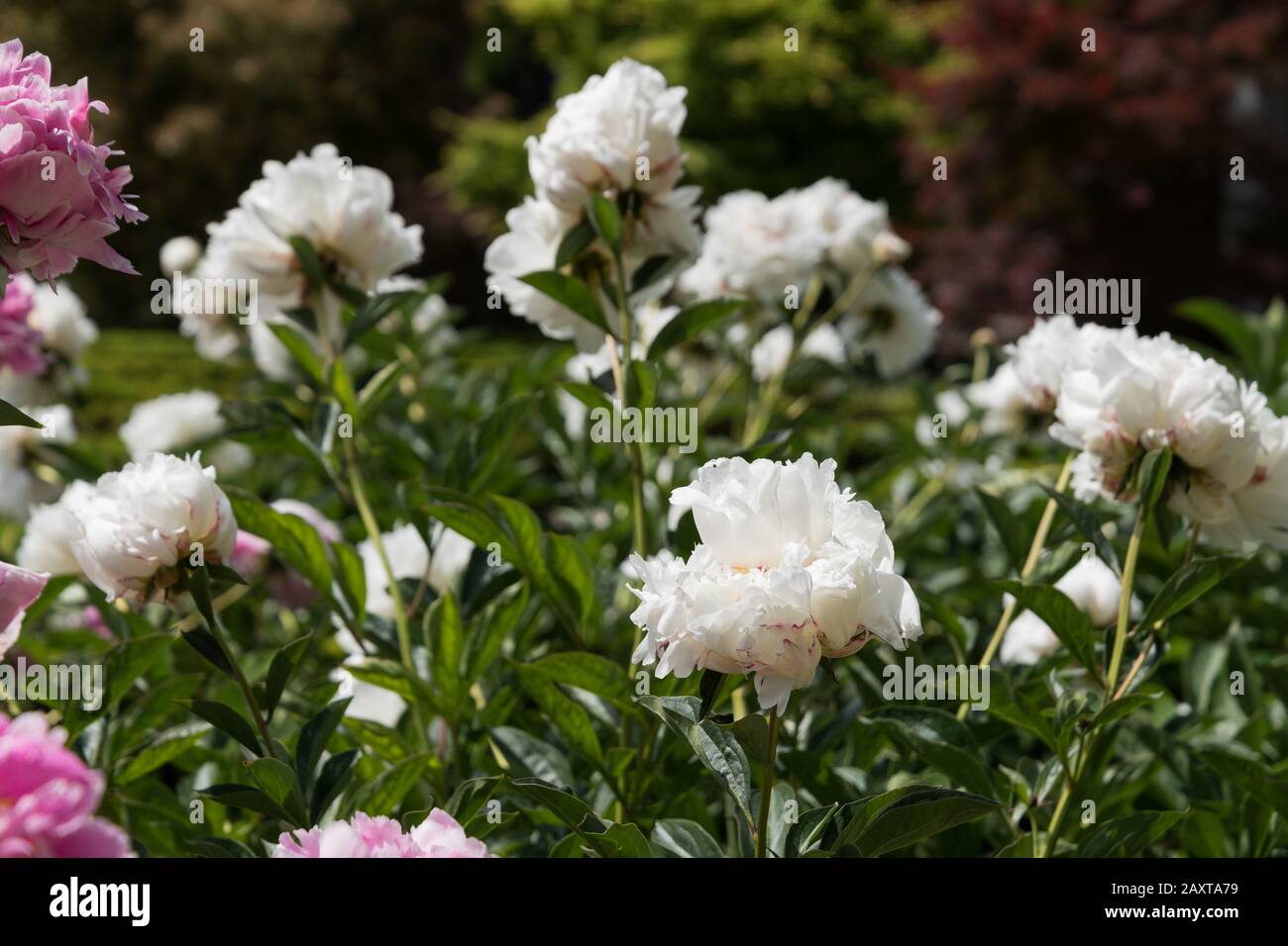 In the parks of Madrid flowers bloom in spring Stock Photo - Alamy