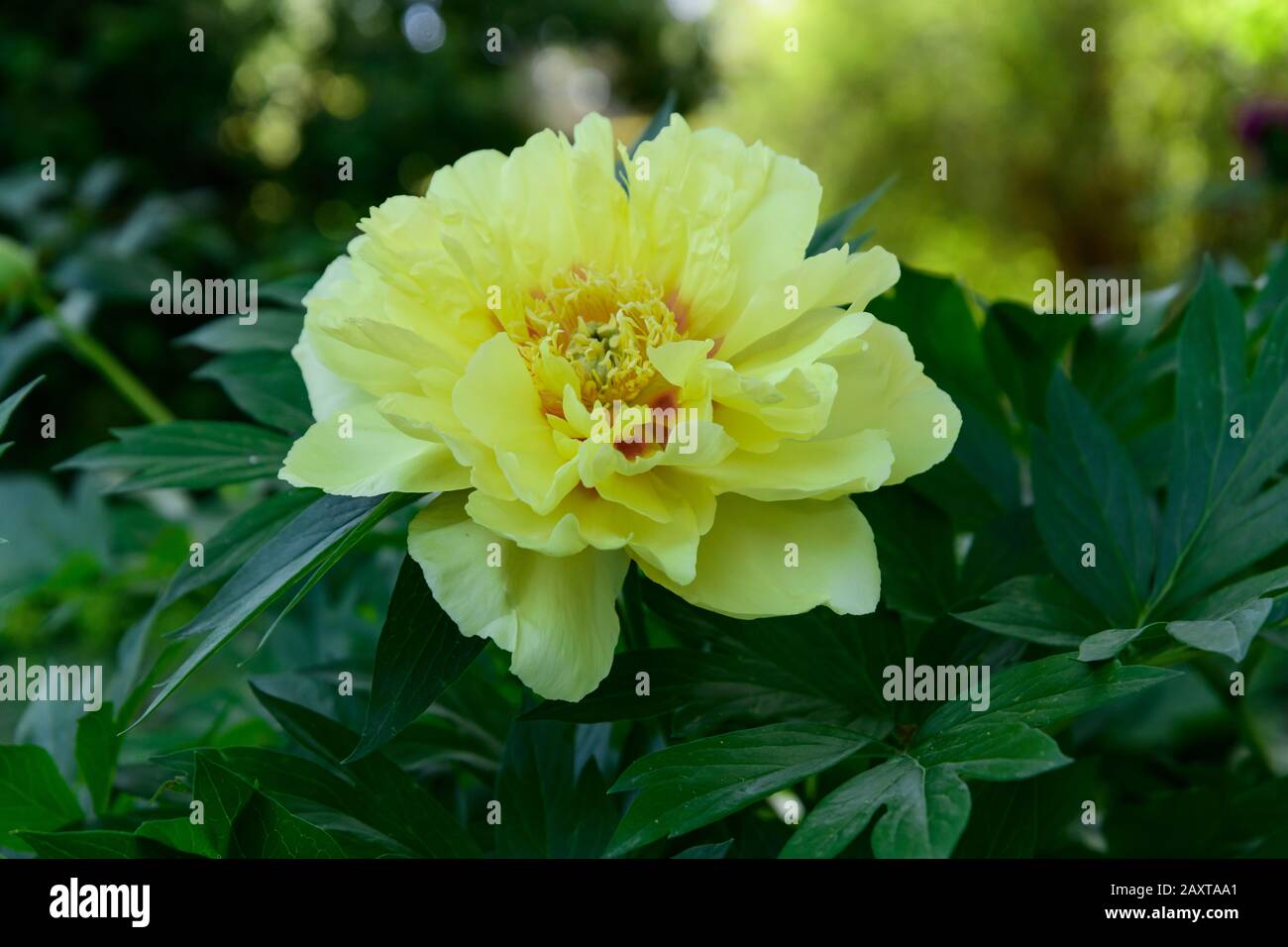 In the parks of Madrid flowers bloom in spring Stock Photo - Alamy