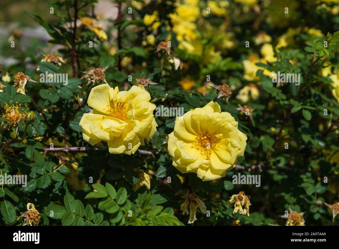 In the parks of Madrid flowers bloom in spring Stock Photo - Alamy