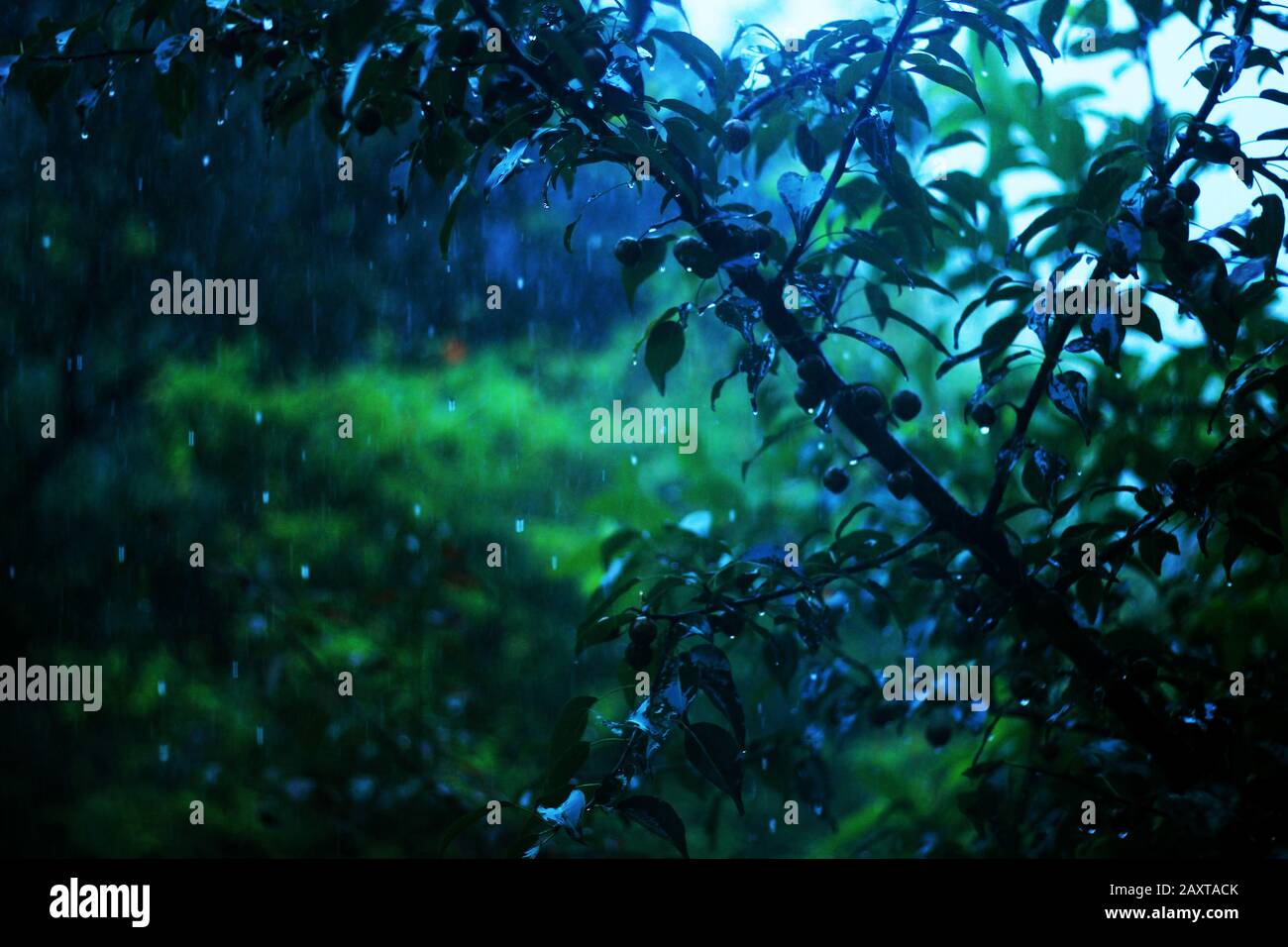 A tree branch getting soaked in the rain Stock Photo - Alamy