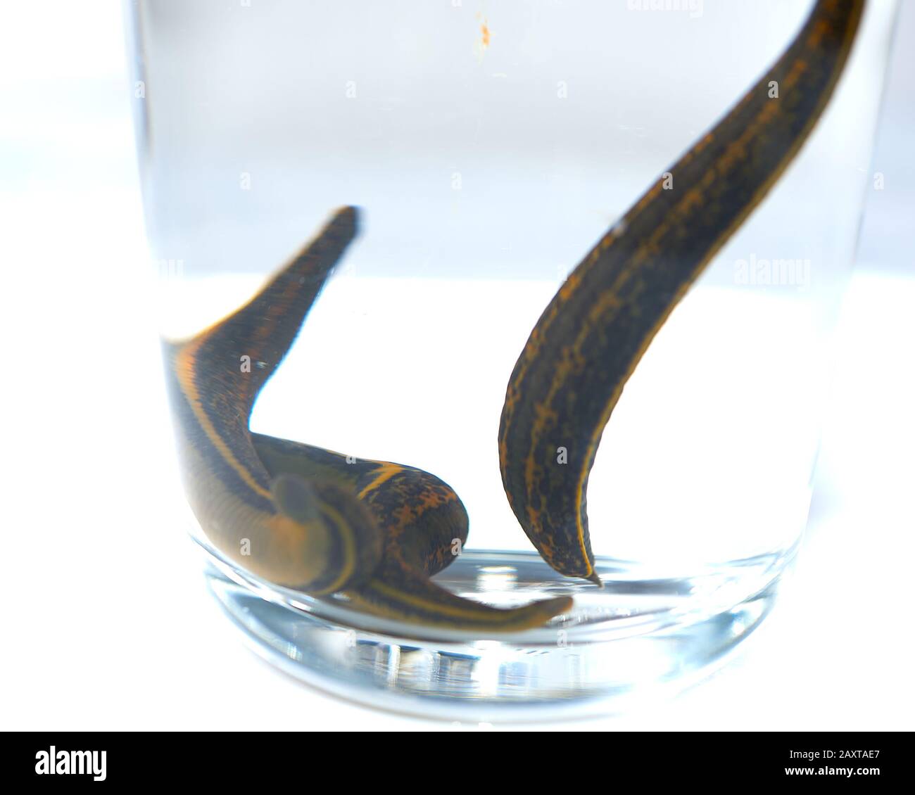 Hirudotherapy procedure, hirudotherapy, leeches as therapy, prevention ...