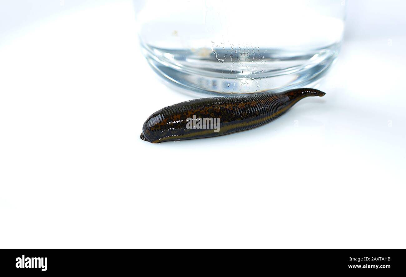 Hirudotherapy procedure, hirudotherapy, leeches as therapy, prevention ...
