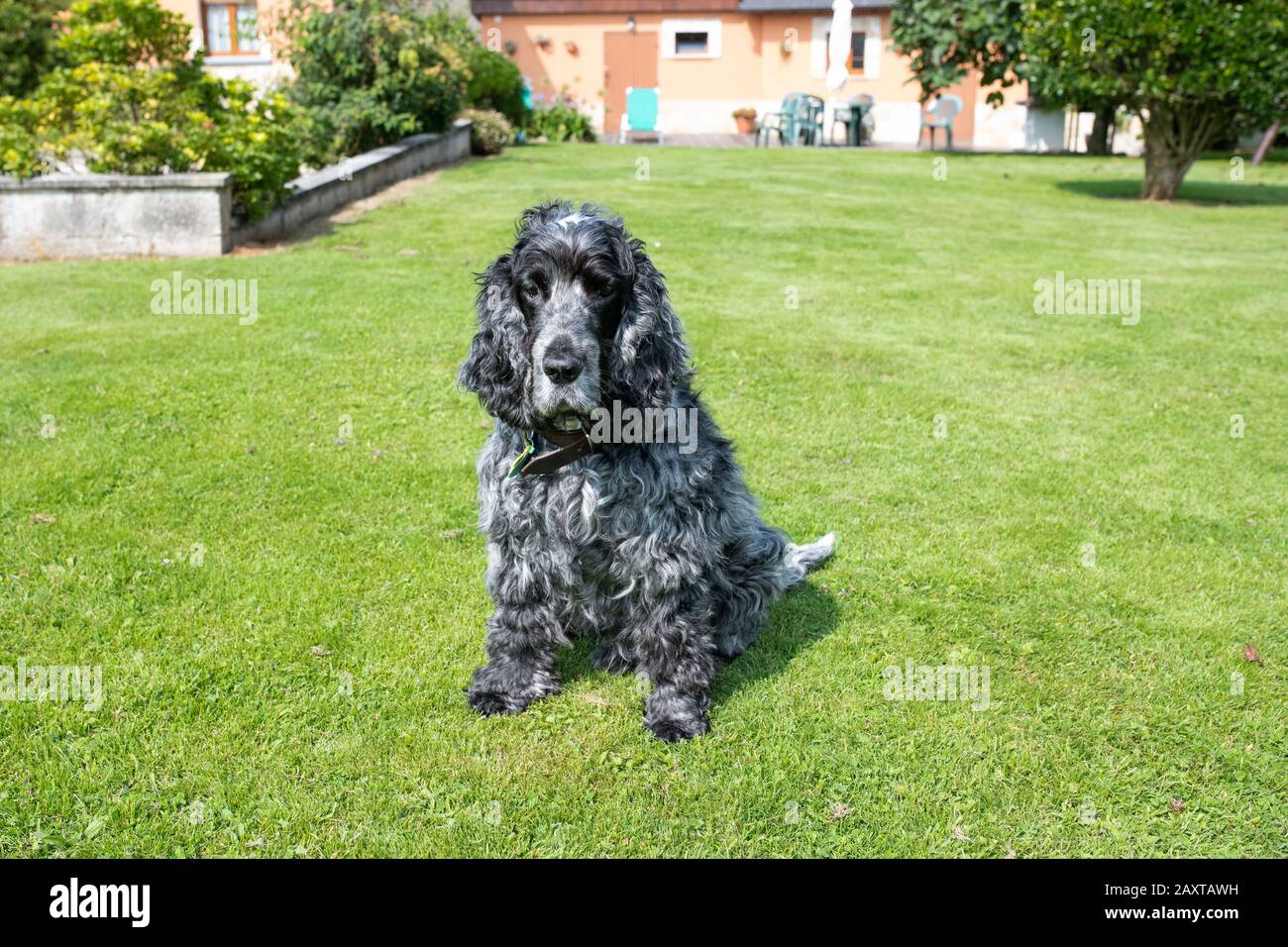 Portrait of eleven year old English cocker spaniel dog Stock Photo - Alamy