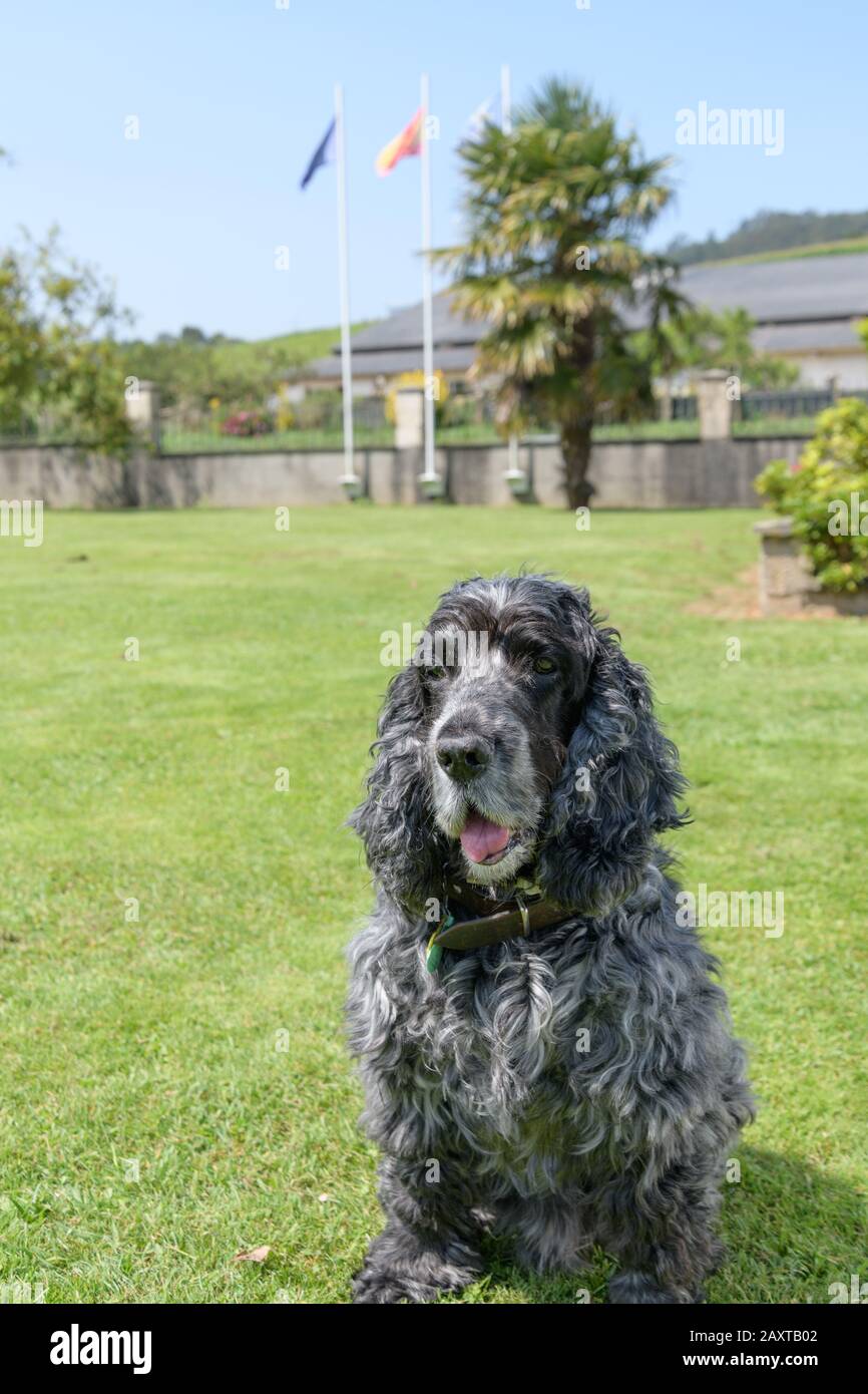 Portrait of eleven year old English cocker spaniel dog Stock Photo - Alamy