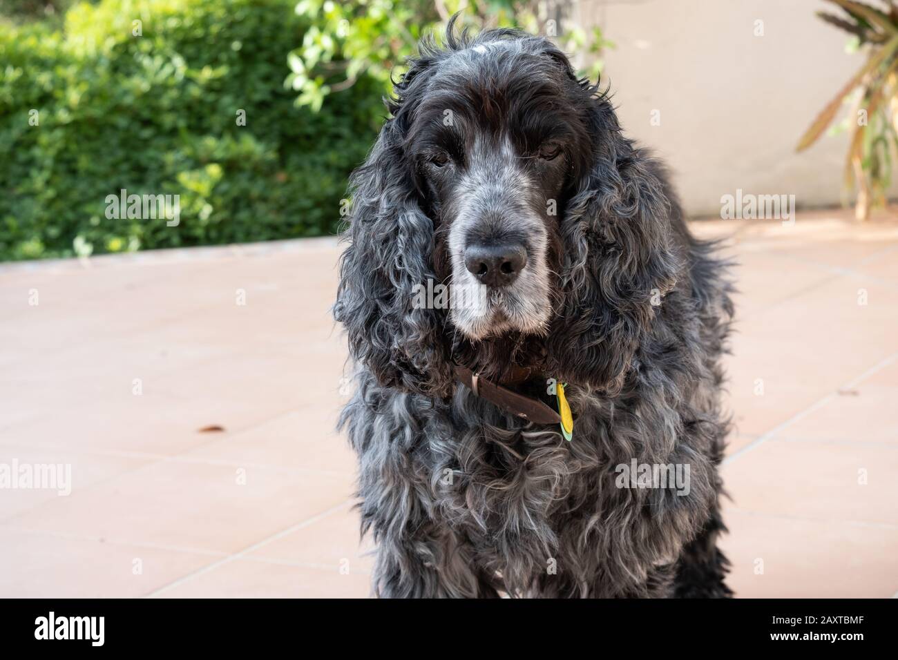 Portrait of eleven year old English cocker spaniel dog Stock Photo - Alamy