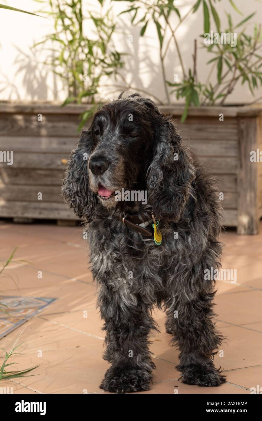 Old english cocker spaniel hi-res stock photography and images - Alamy