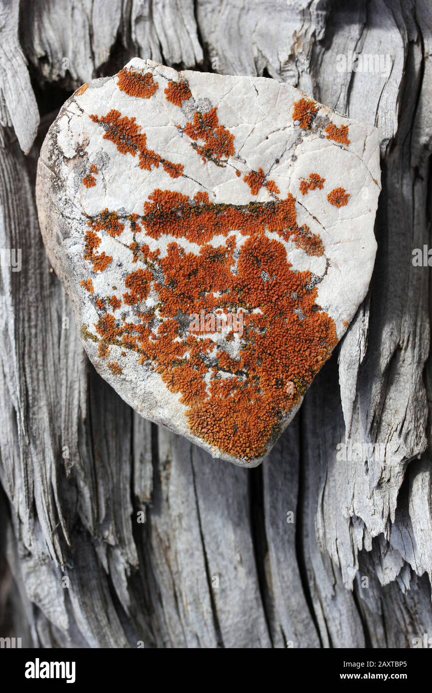 Dead tree and stone Stock Photo - Alamy