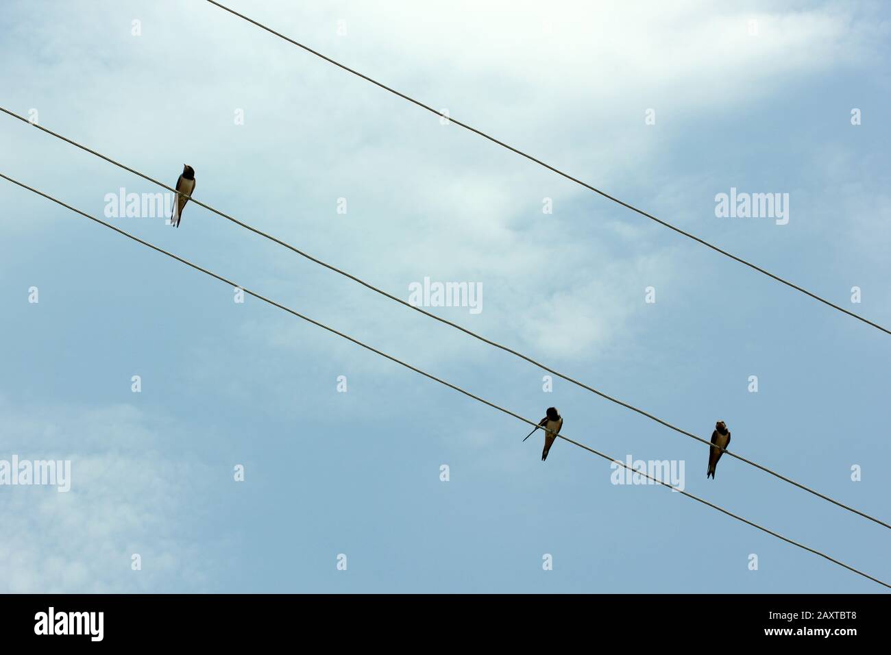 sparrows on the wire Stock Photo - Alamy