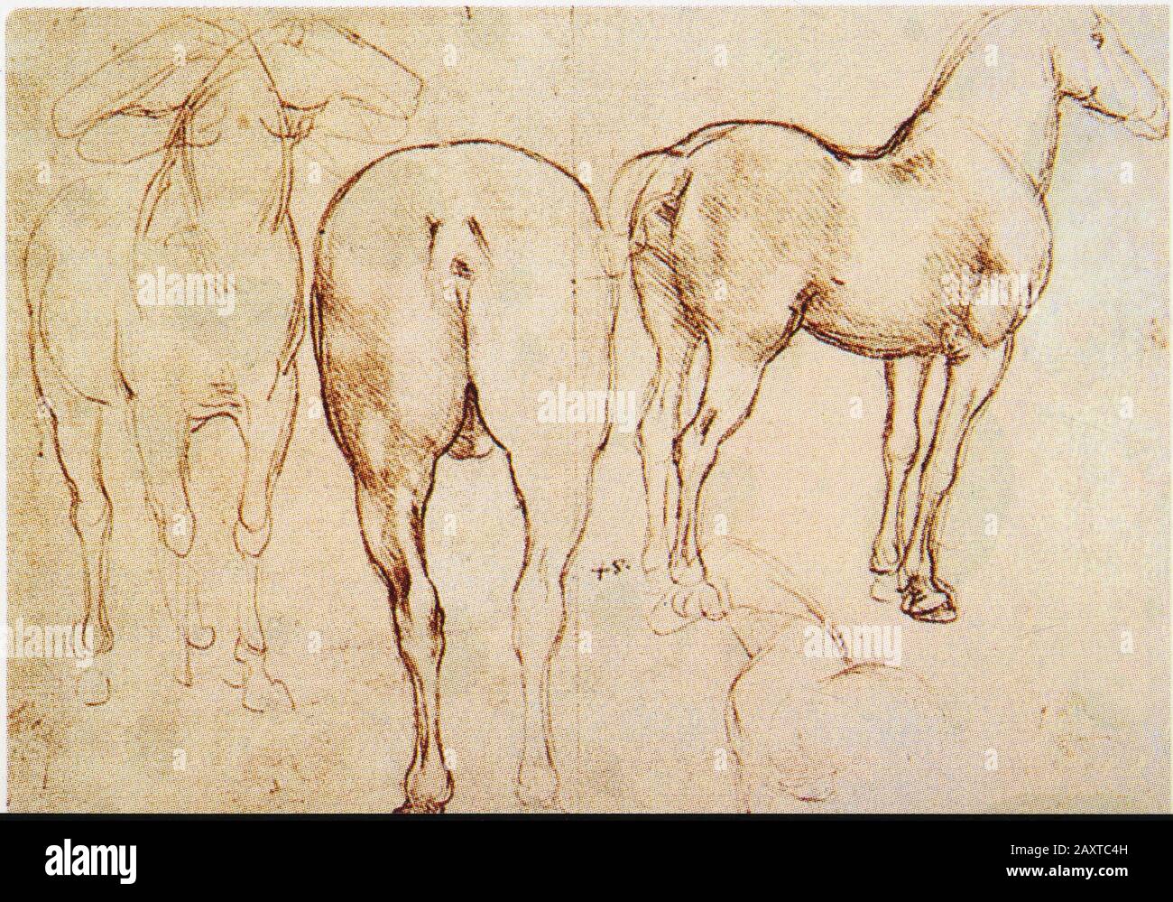 Leonardo da Vinci. Study of horses from life Stock Photo - Alamy