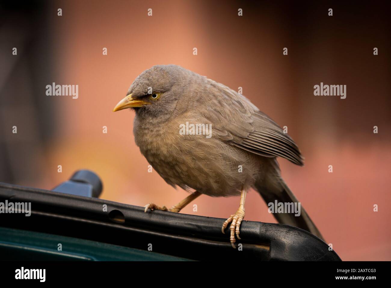 Jungle babbler birds hi-res stock photography and images - Alamy