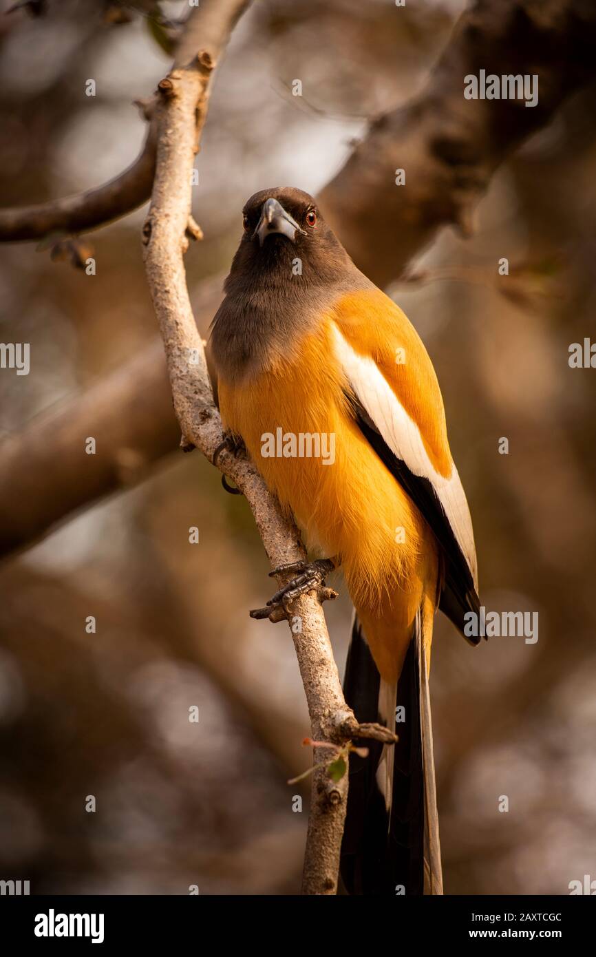 Jungle rufous treepie hi-res stock photography and images - Alamy