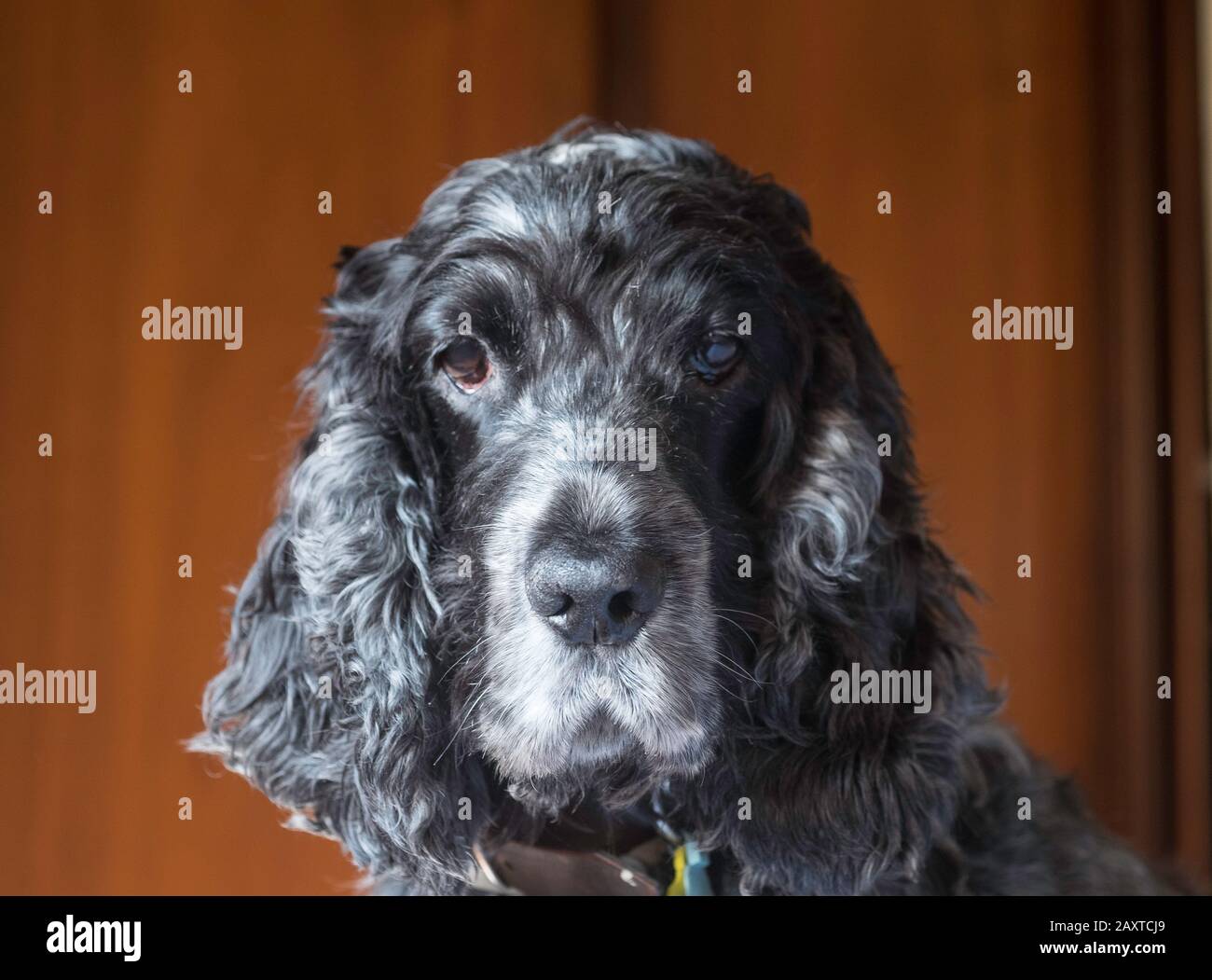Portrait of eleven-year-old English cocker spaniel dog Stock Photo - Alamy