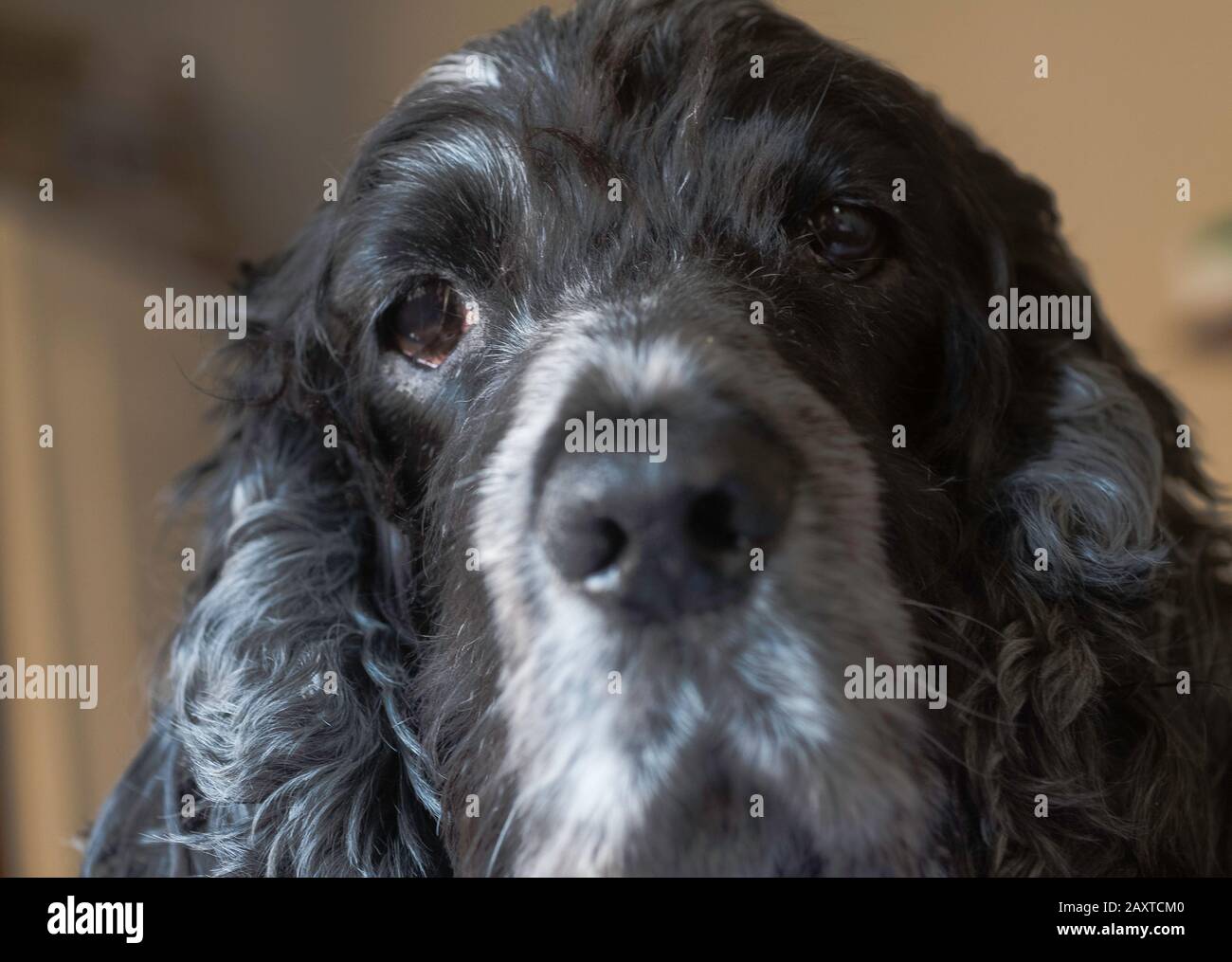 Black show cocker spaniel hi-res stock photography and images - Alamy