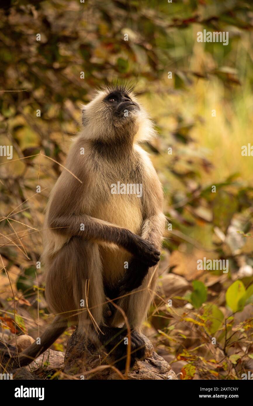 Half monkey half man face hi-res stock photography and images - Alamy