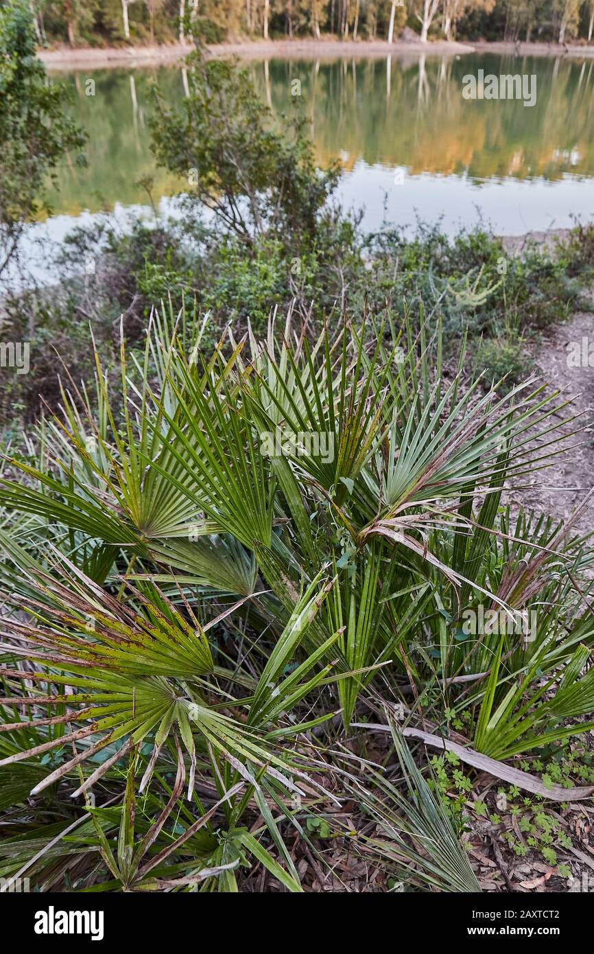 Saw palmetto palm tree hi-res stock photography and images - Alamy
