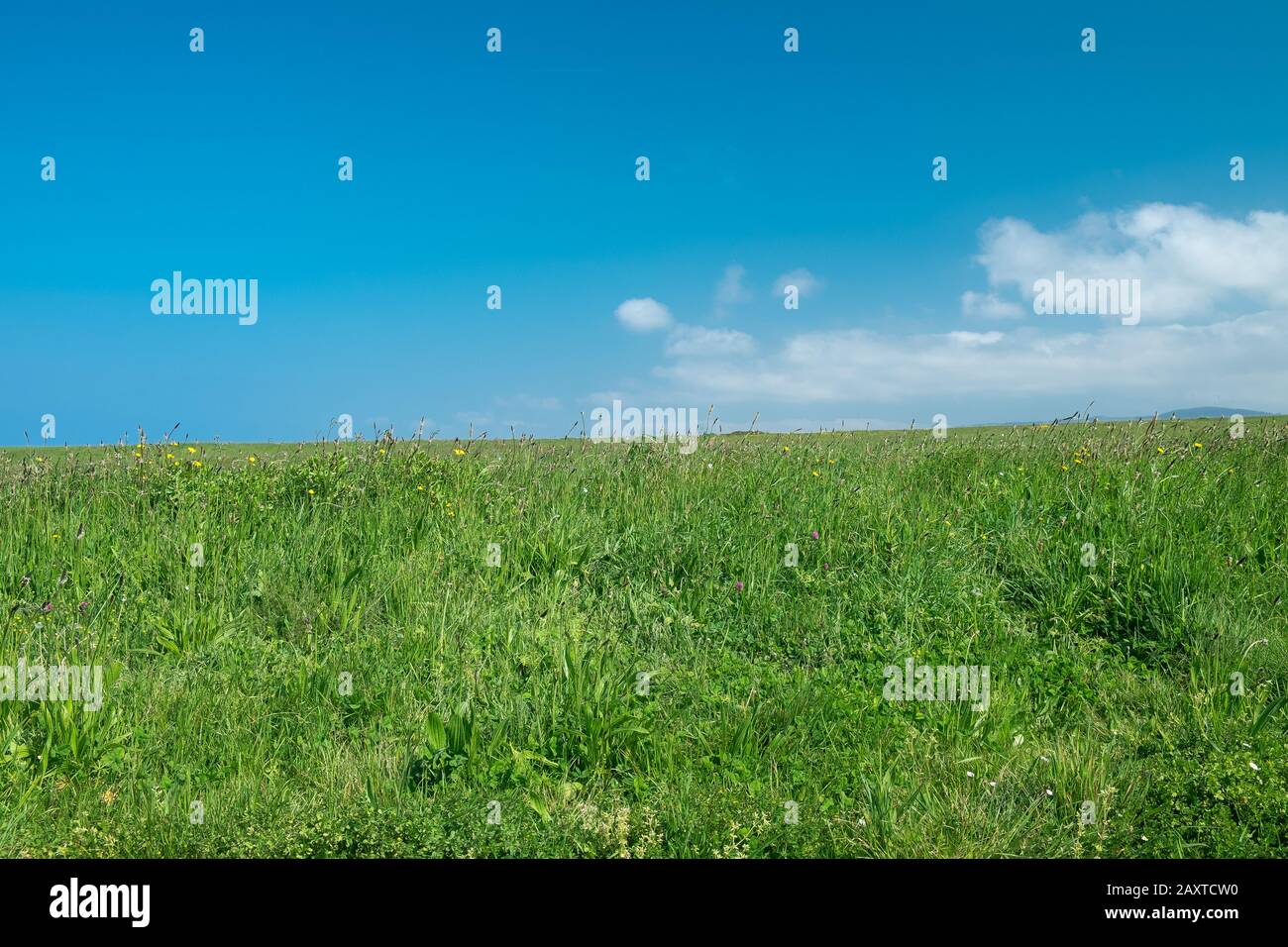 Green pasture fields for cattle in Asturias Stock Photo - Alamy